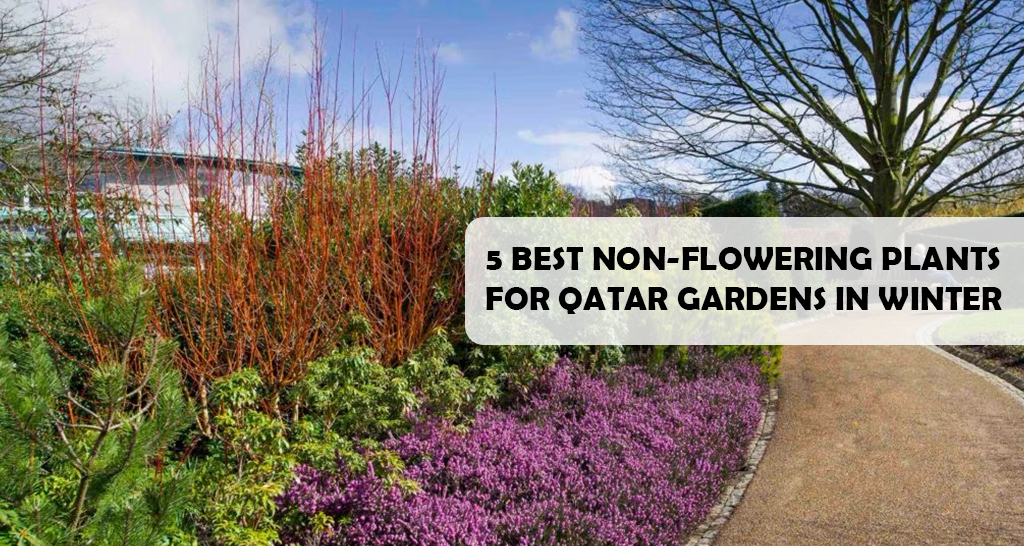 5 Best Non-flowering Plants For Qatar Gardens In Winter - Black Tulip ...