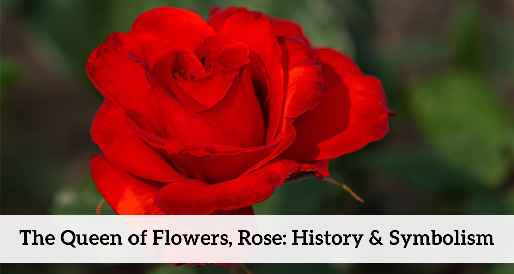 The Queen Of Flowers: Rose History, Symbolism And More - Black Tulip ...