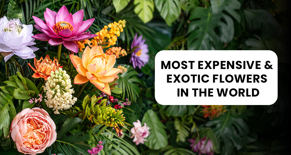 Most Expensive & Exotic Flowers In The World