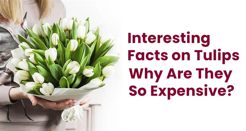 Interesting Facts On Tulips: Why Are They So Expensive?